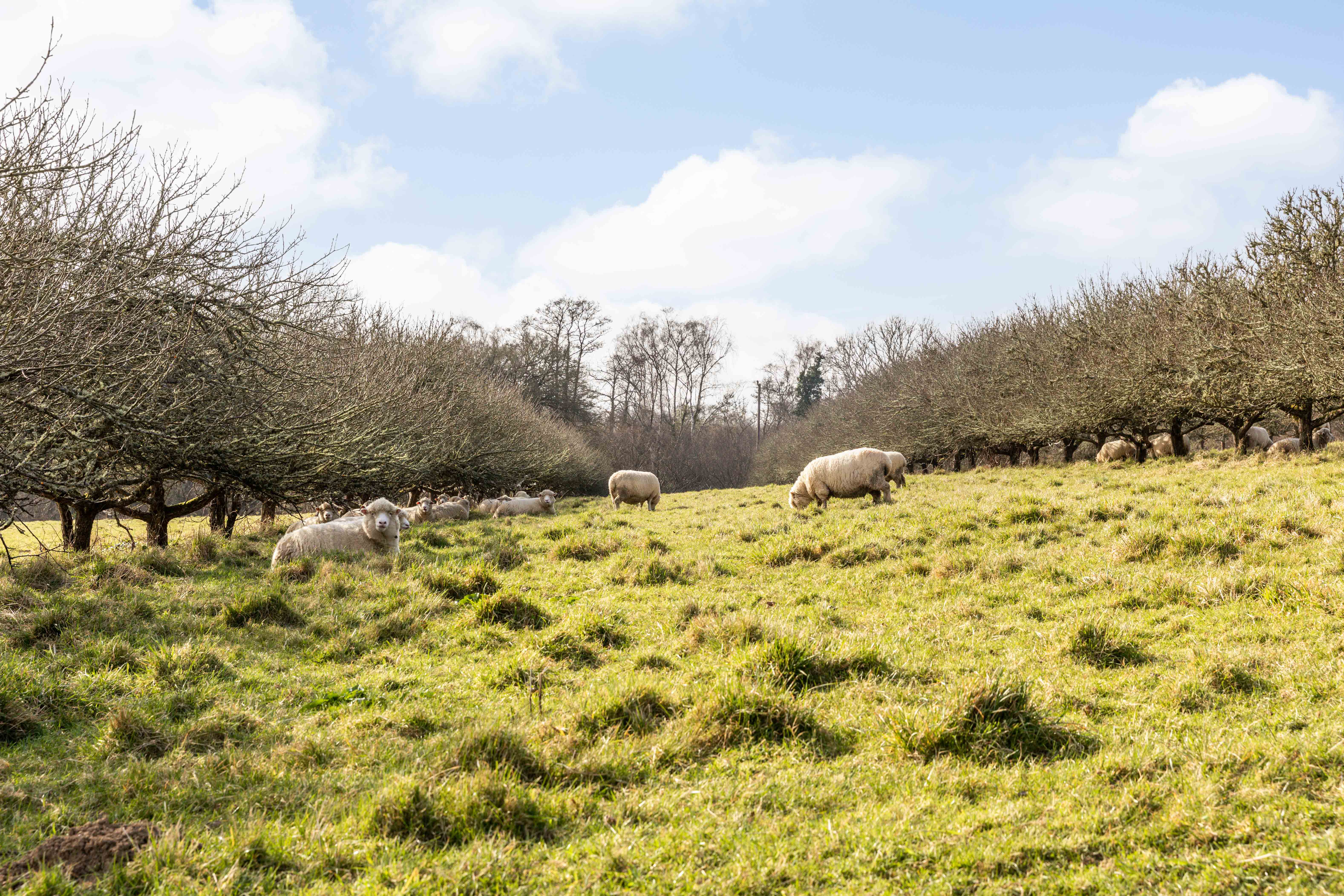 Bolney-5 - Move Revolution